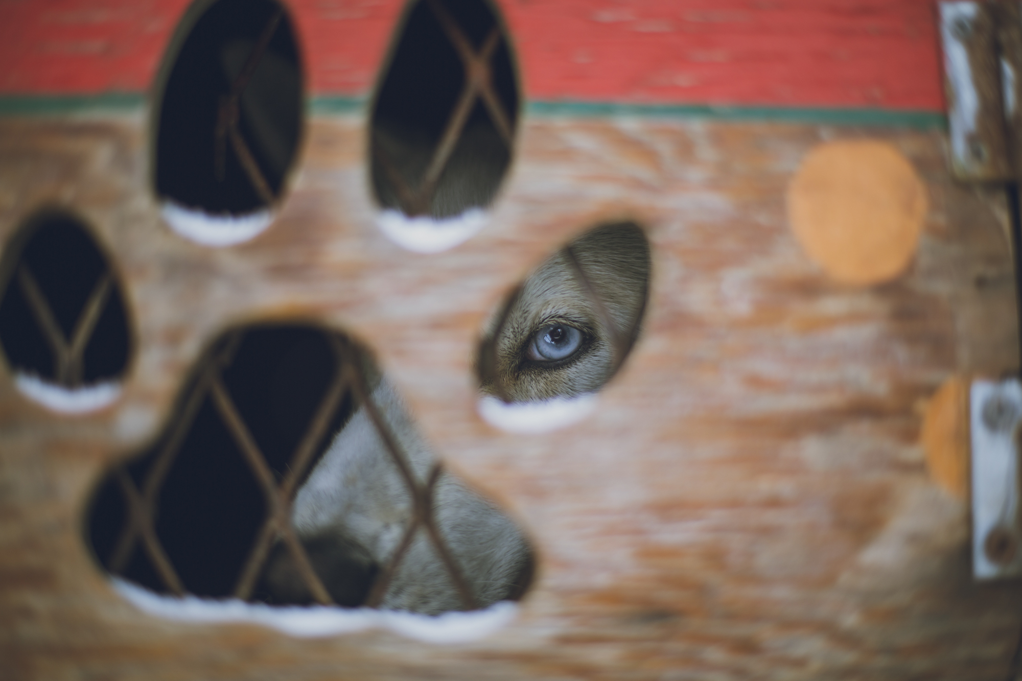 Photos – Borealis Sled Dog Adventures