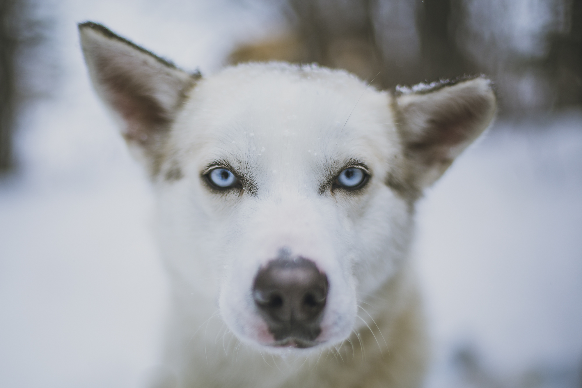 Photos – Borealis Sled Dog Adventures