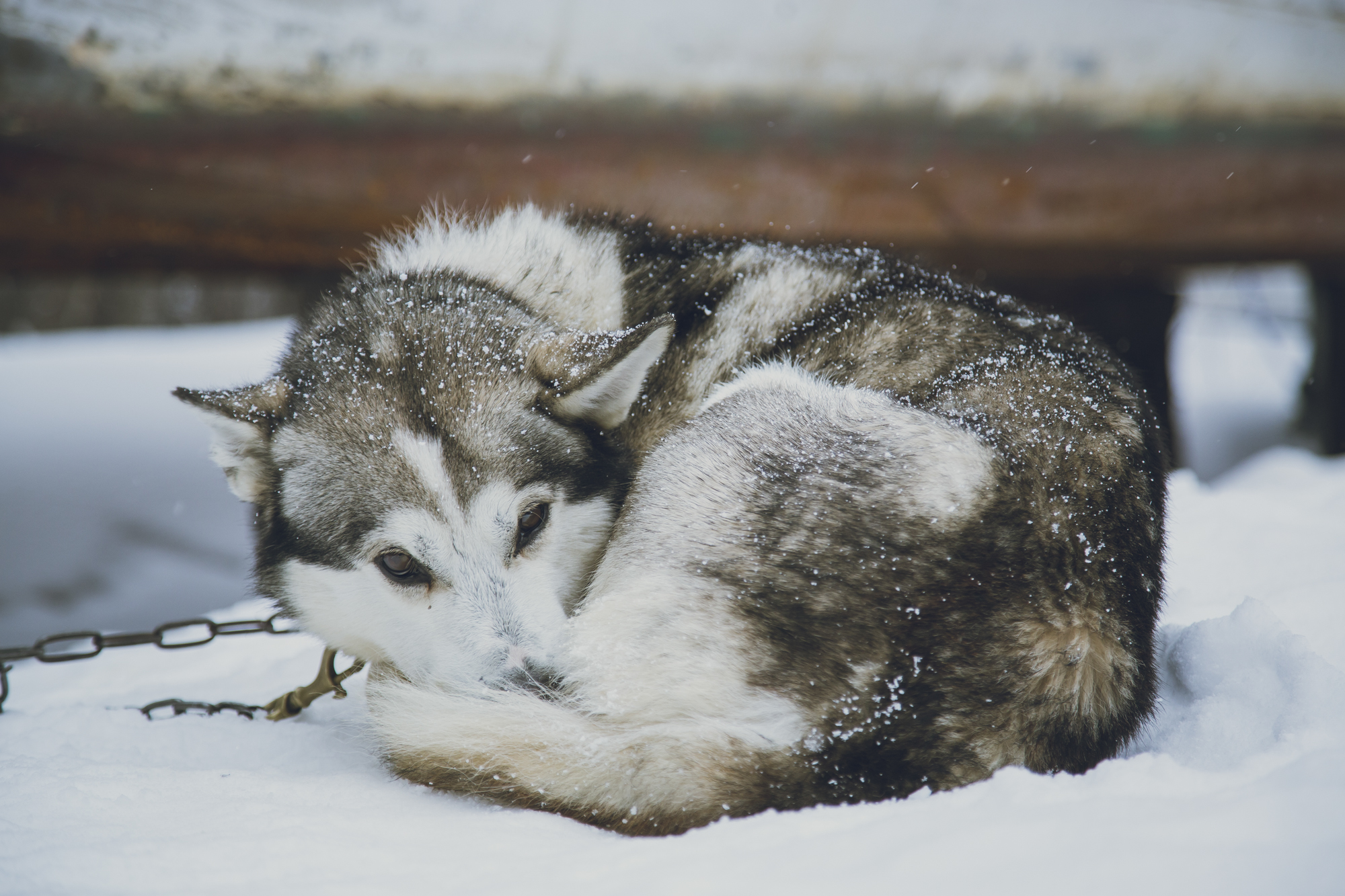 Photos – Borealis Sled Dog Adventures