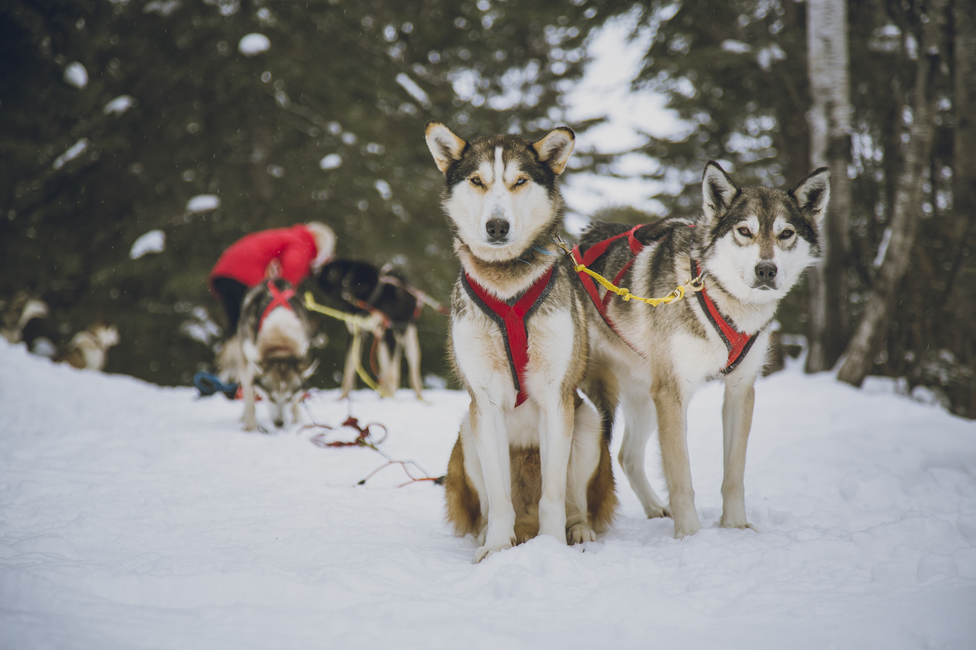 Photos – Borealis Sled Dog Adventures