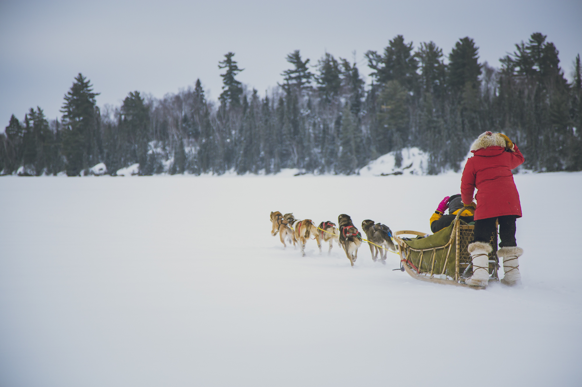 About Borealis – Borealis Sled Dog Adventures