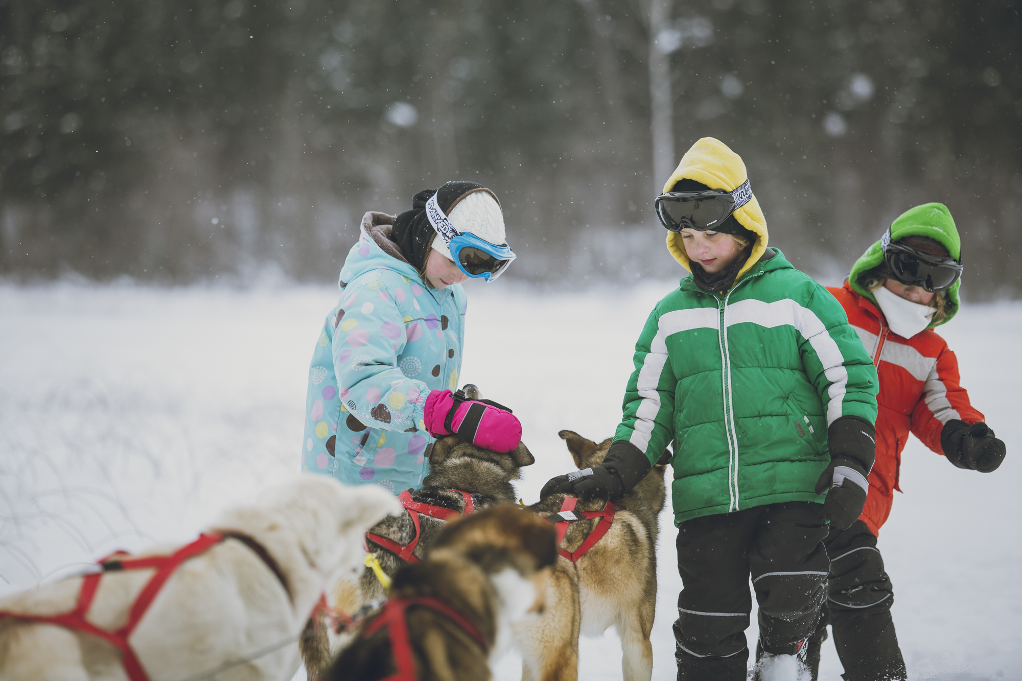Photos – Borealis Sled Dog Adventures