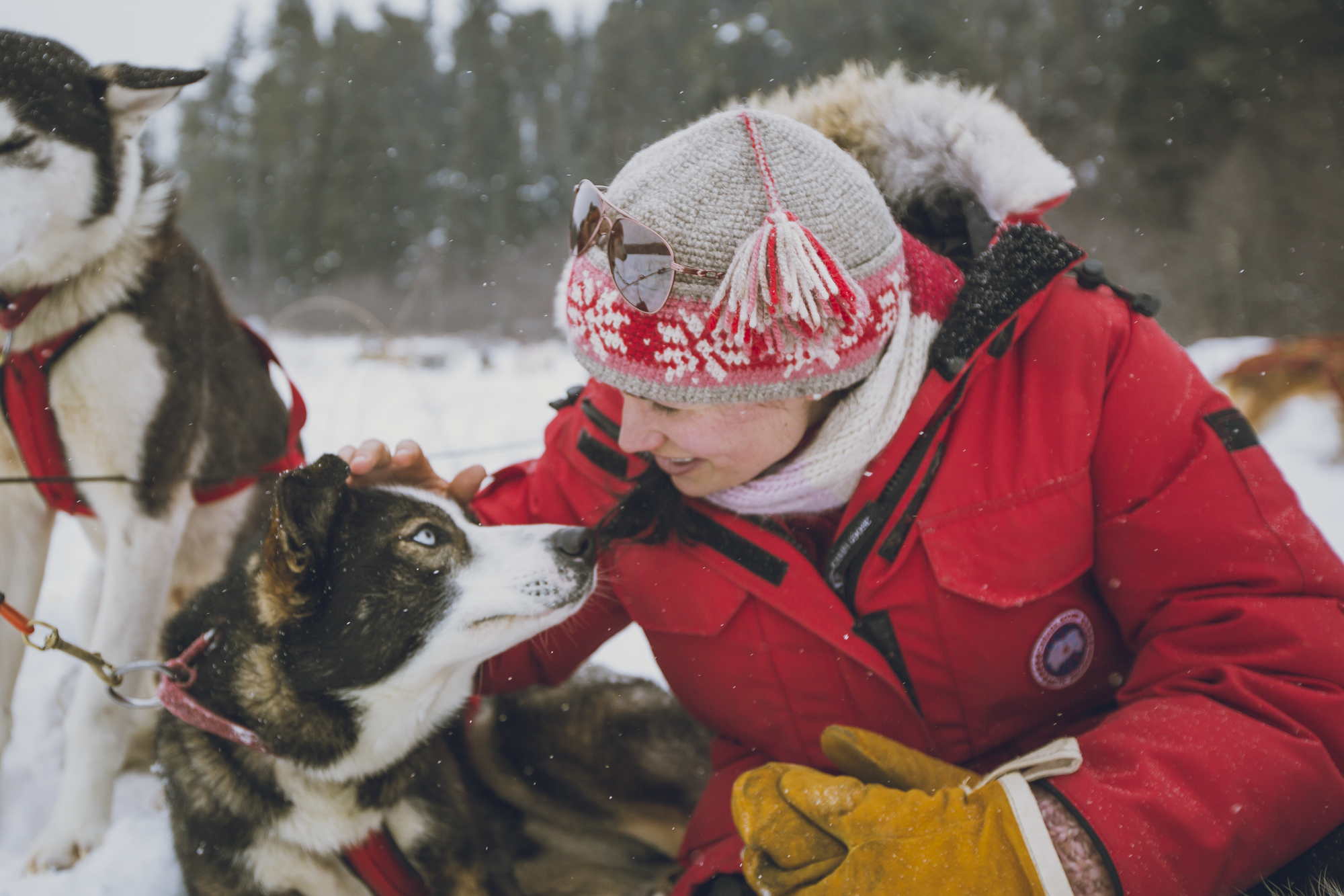 Photos – Borealis Sled Dog Adventures