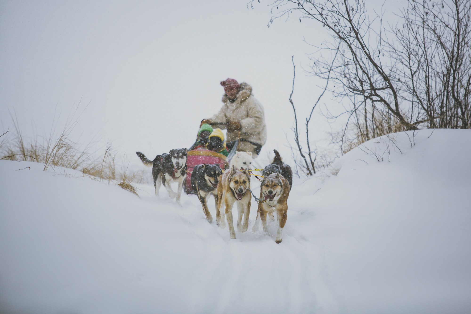 About Us – Borealis Sled Dog Adventures
