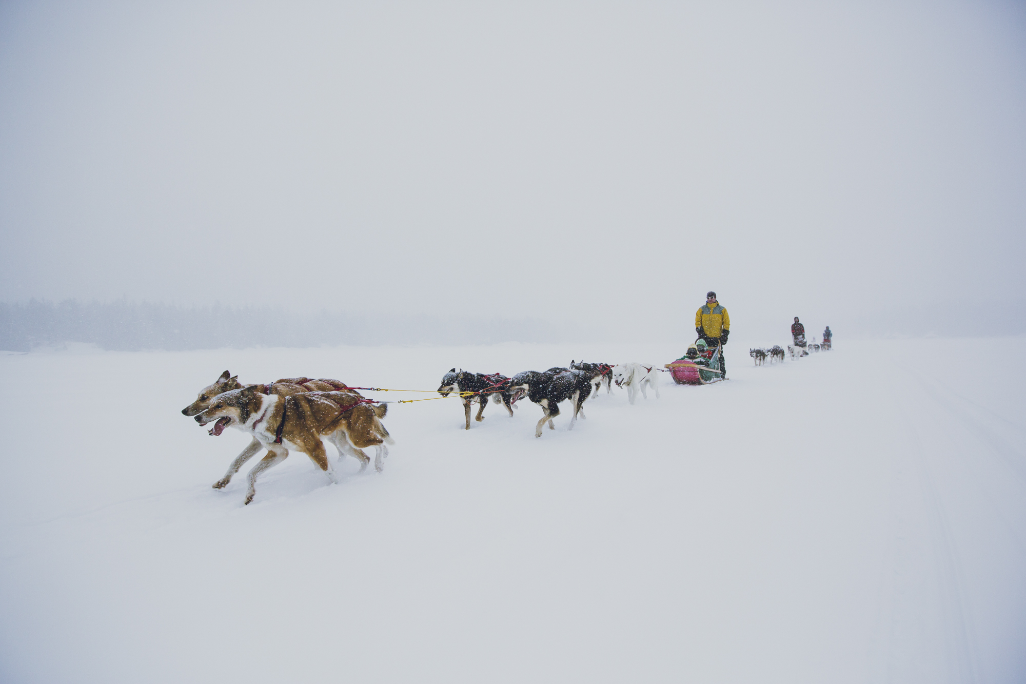Photos – Borealis Sled Dog Adventures