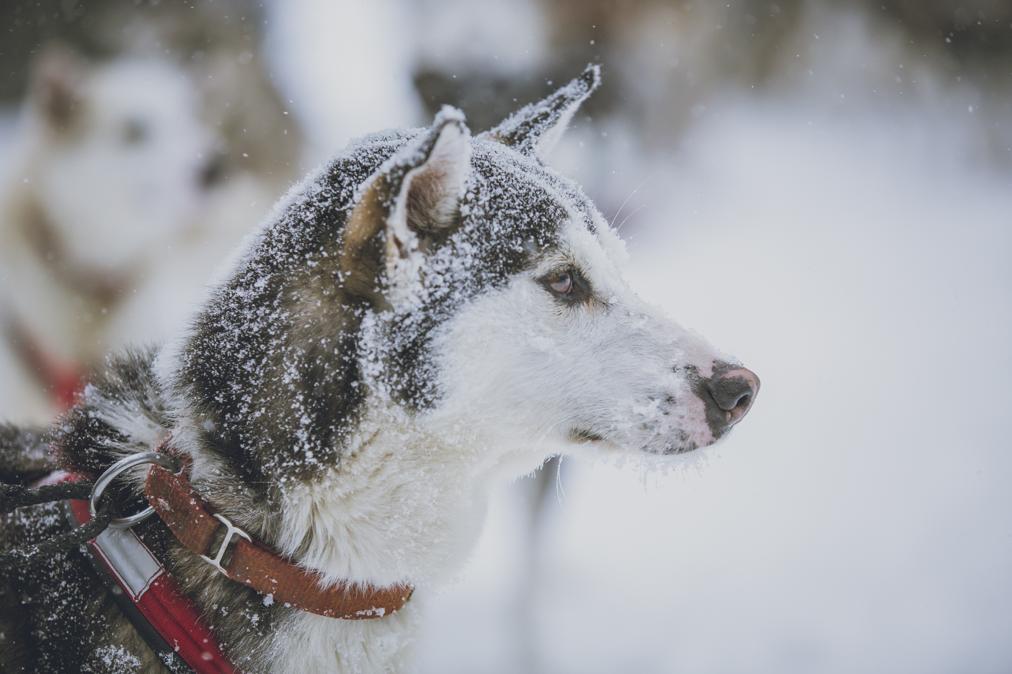Photos – Borealis Sled Dog Adventures