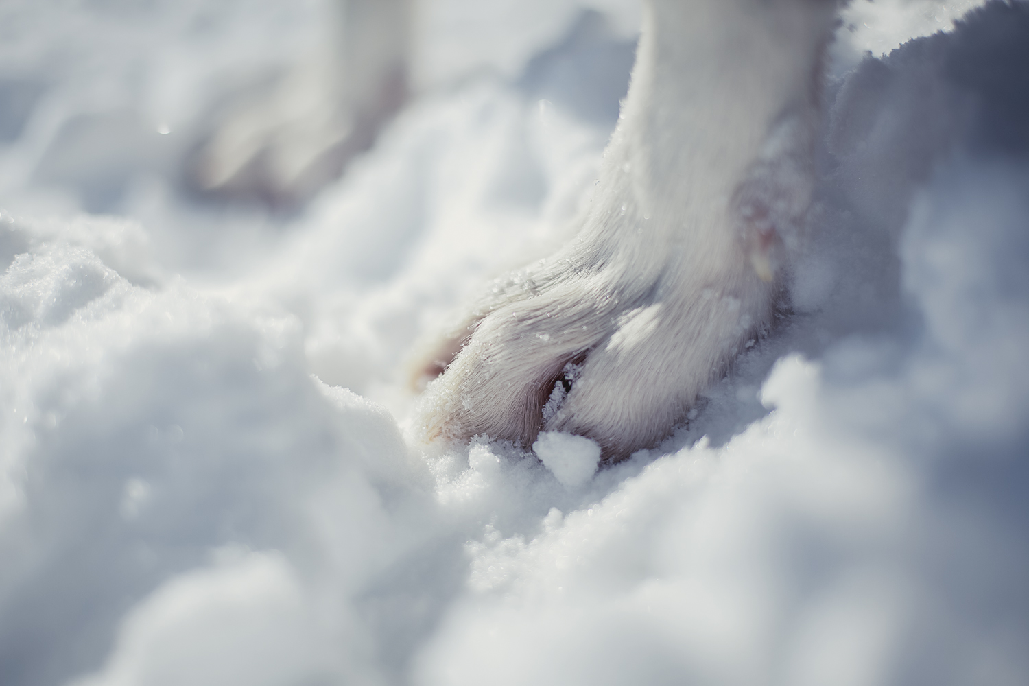 Photos – Borealis Sled Dog Adventures