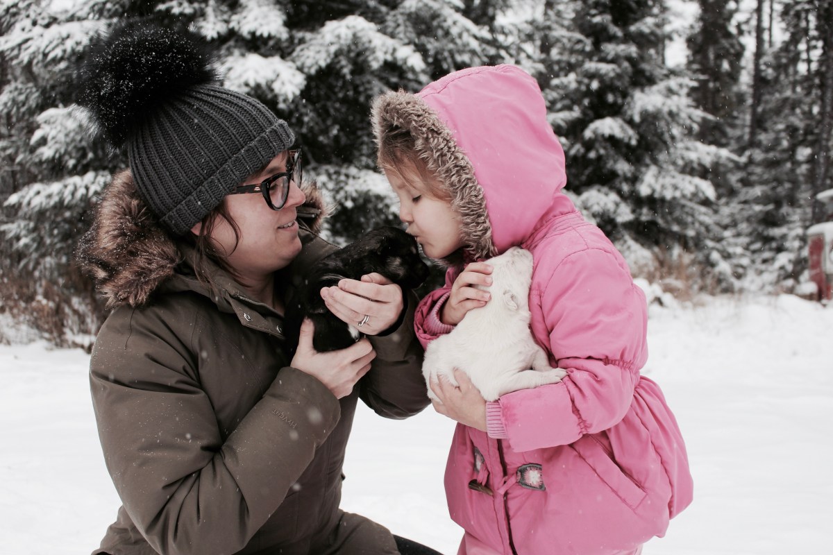 Meet the Dogs – Borealis Sled Dog Adventures